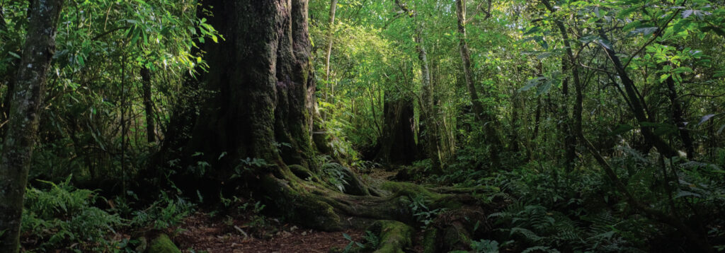 Talbot Forest Trail | Geraldine Sculpture Trail